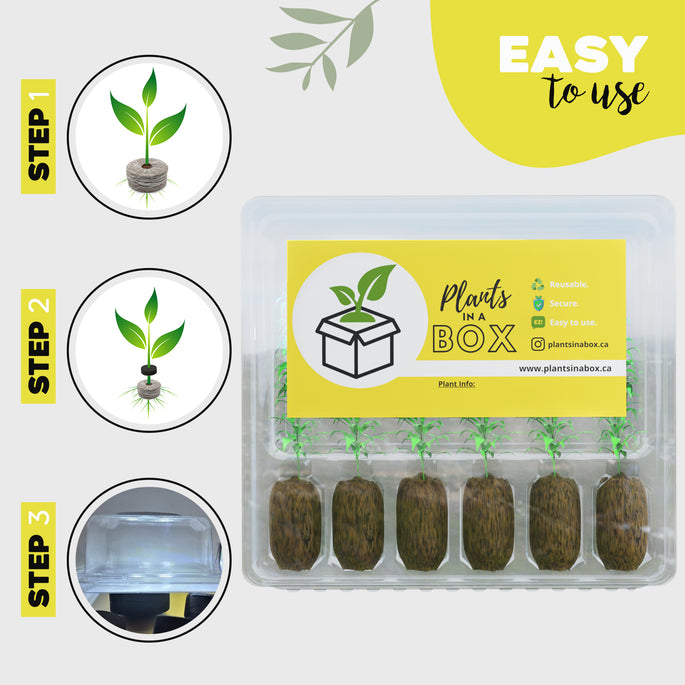 6 Plants Multi Pack Shipping Box for Plants | Live Plant Shipping Boxes ...